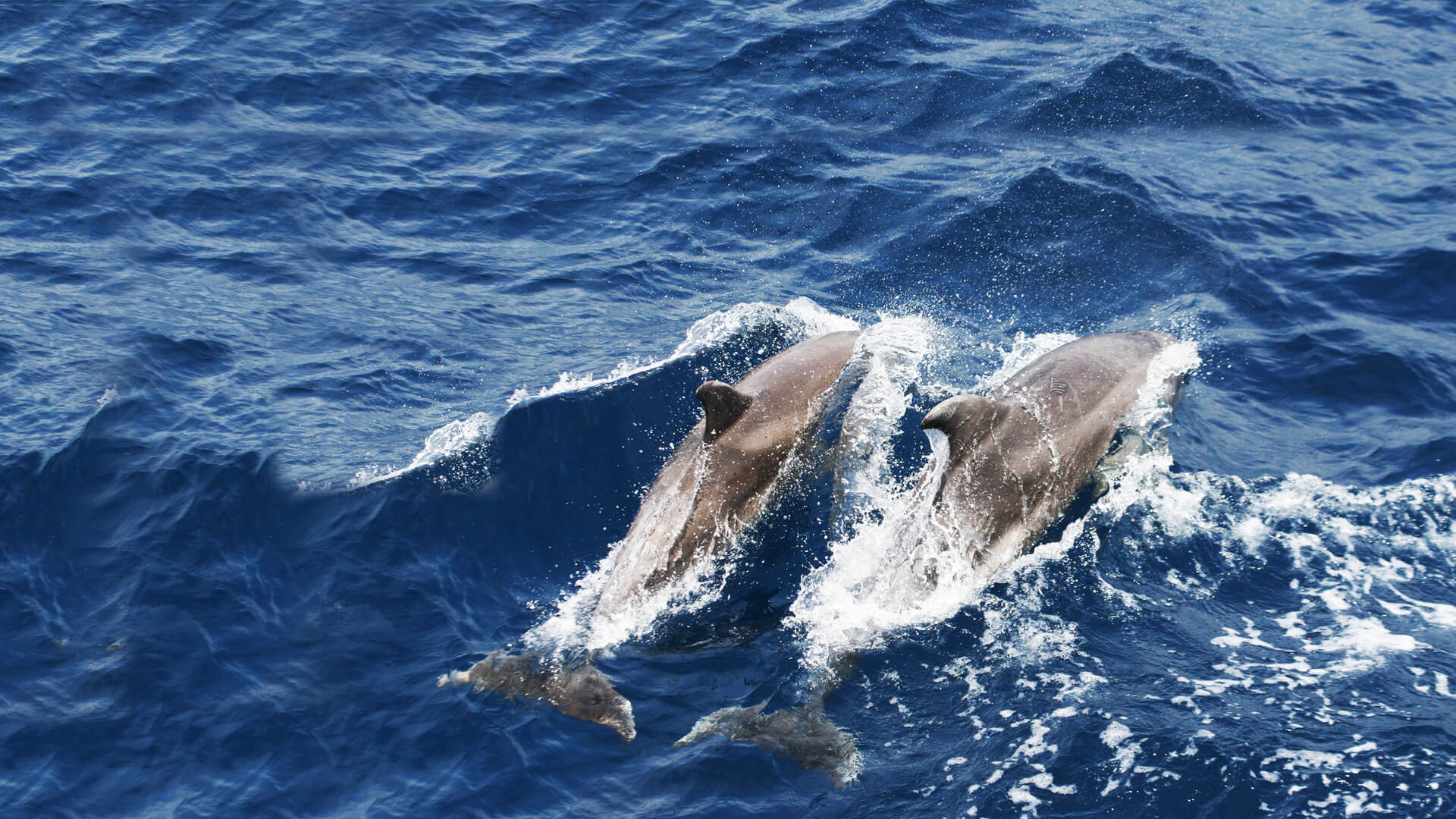 EcoMarine Life spotting experiences - Eco Marine Malta