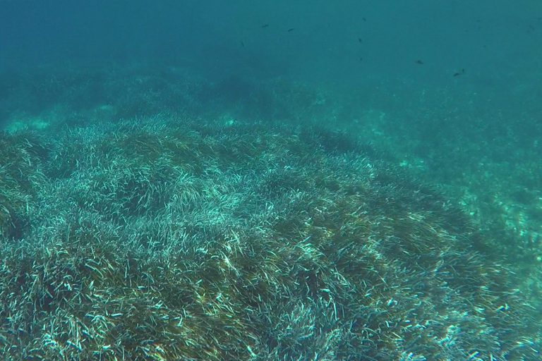 Sea Grass month awareness - Eco Marine Malta