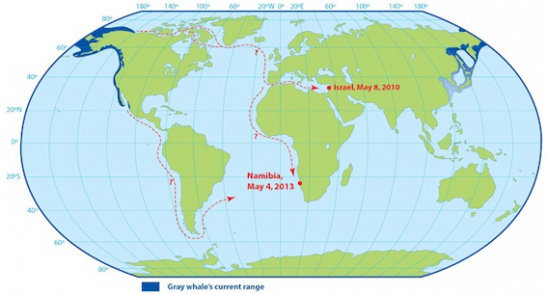 Gray whale: an exceptional sighting in Italy - Eco Marine Malta